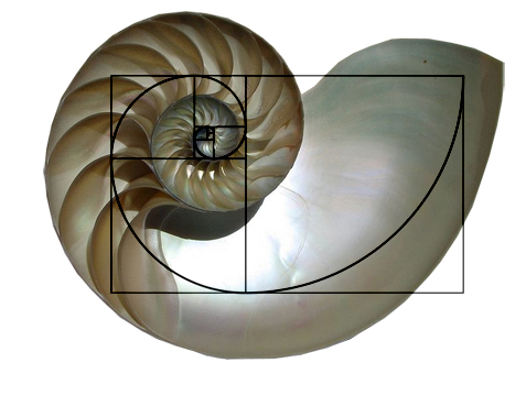 Love a Fortress: The Paper Nautilus and Logarithmic Structure in ...